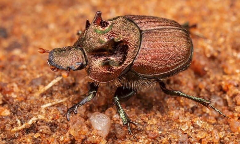 Student discovers new dung beetle species | The Witness