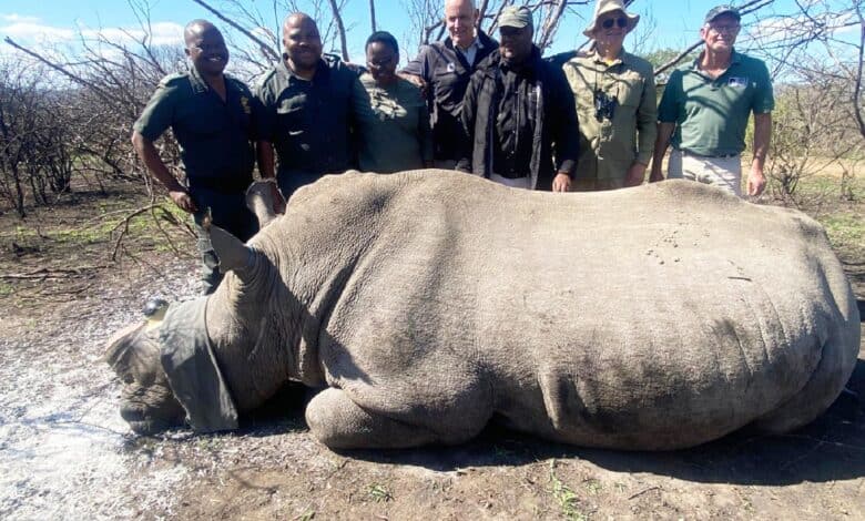 Rhino poaching drops nationally, but KwaZulu-Natal remains a hotspot ...