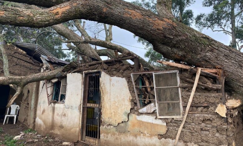 WATCH | KZN storm: Family narrowly escapes disaster as tree crushes ...