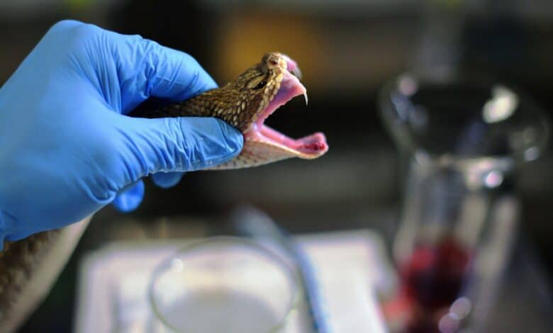 South Africa's antivenom shortage rears its deadly head | The Witness