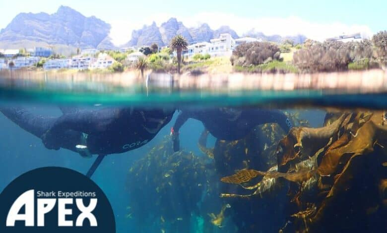 The Great African Seaforest Awaits | The Witness