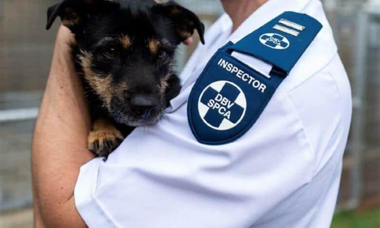 Pietermaritzburg SPCA appeals for muscle power | The Witness