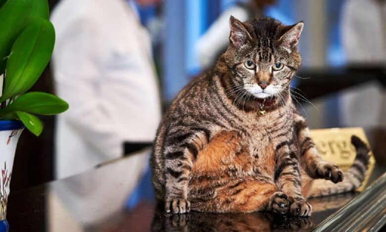 South Africa's most famous cat dies, aged 19 | The Witness