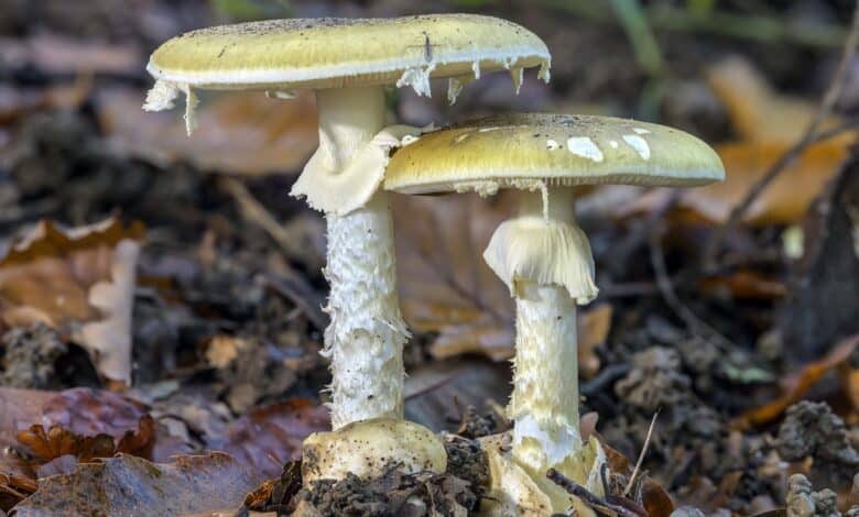 Toxic mushroom victim said meal was 'delicious', Australian court hears ...