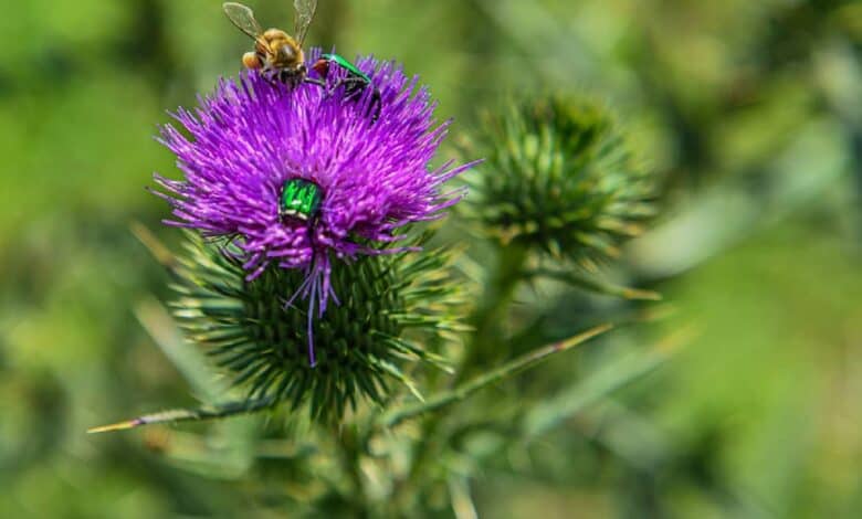 World Bee Day: a reminder of a declining bee population | The Witness