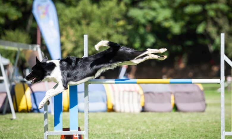 Dog agility champs to take place in the KZN Midlands | The Witness
