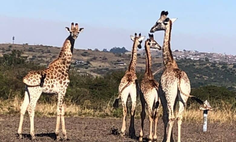 The tragic ‘silent extinction’ of Africa’s gentle giants | The Witness