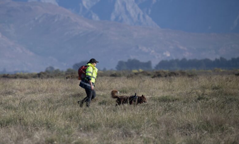 Help keep EWT's conservation dogs in the fight against poaching | The ...