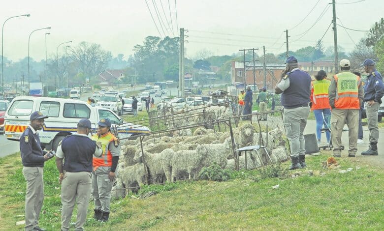 Surge in stock theft leads to 18 arrests in KZN operation | The Witness