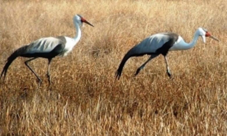 Blue crane numbers plummet as status shifts to vulnerable | The Witness