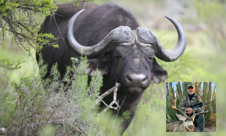 US trophy hunter gored to death by Buffalo | The Witness