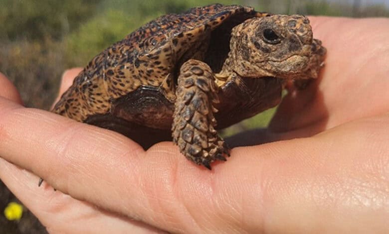 Century-old farm becomes safe haven for world’s smallest tortoise | The ...
