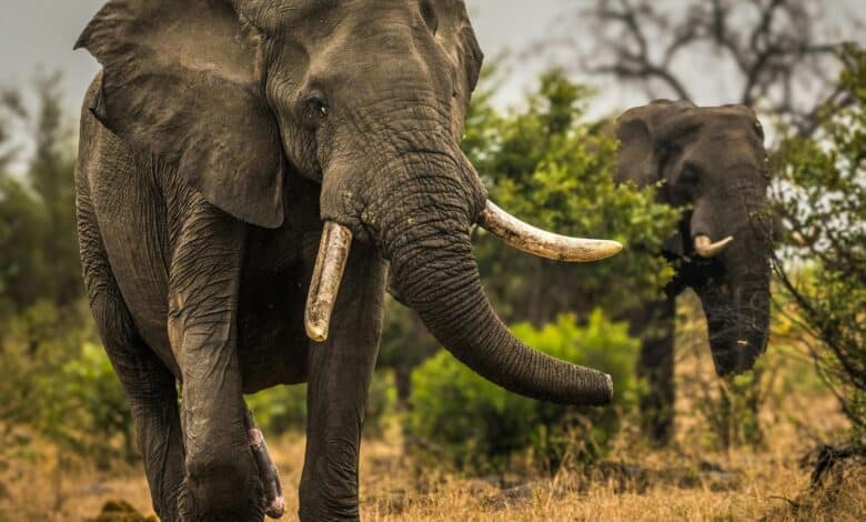 World Elephant Day: Gentle giants, matriarchs and memories | The Witness