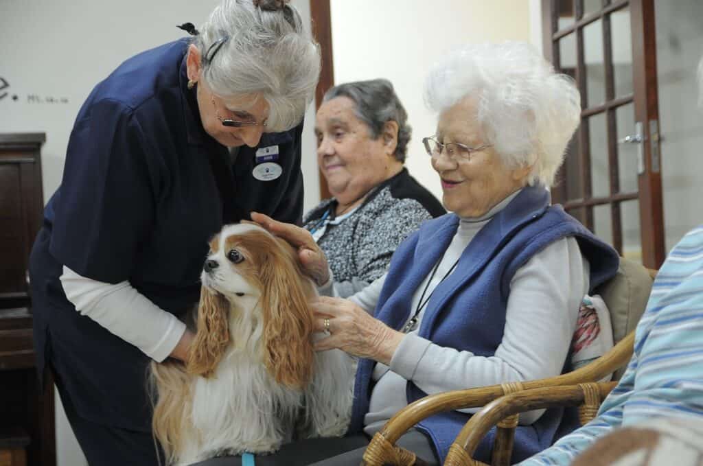 WATCH | Angel Paws Therapy Dogs to place its paw in Pietermaritzburg ...