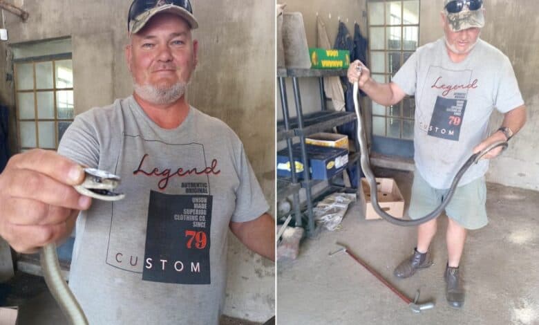 Snake activity to increase with rising temperatures | The Witness