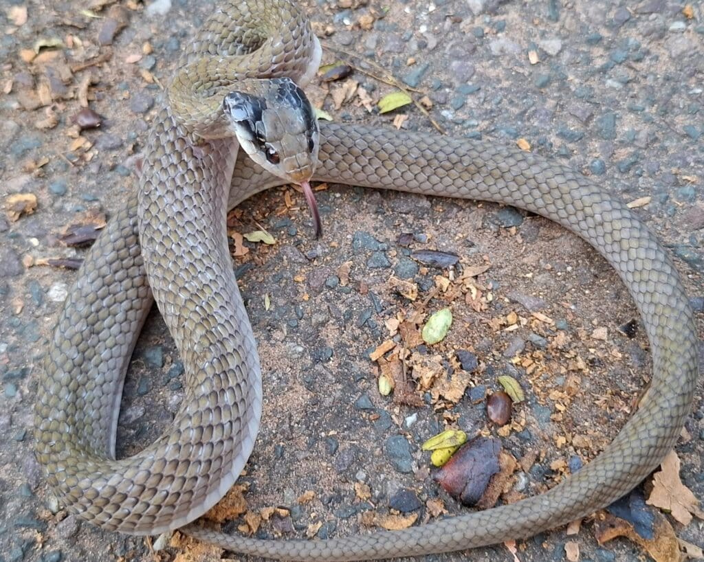 Spring snake season slithers in with cobra and Herald rescues in Durban ...