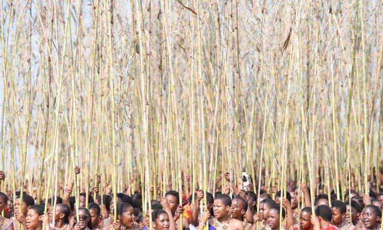 Premier pledges investment as Reed Dance debuts at eMashobeni Palace ...