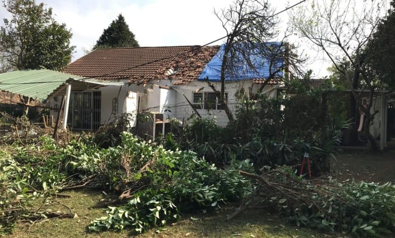 Child escapes injury in Howick after tree-felling accident | The Witness