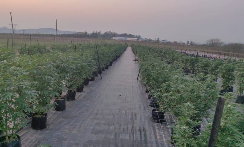 Police bust R30mln cannabis farm in Camperdown | The Witness