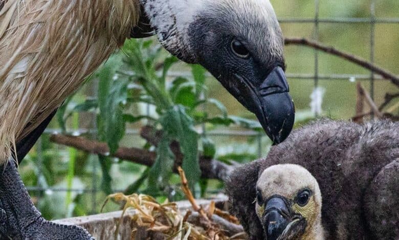 Exciting new chapter for African Raptor Centre | The Witness