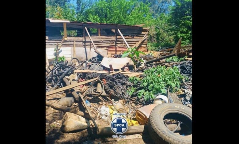 SPCA launches probe after illegal poultry farm uncovered | The Witness