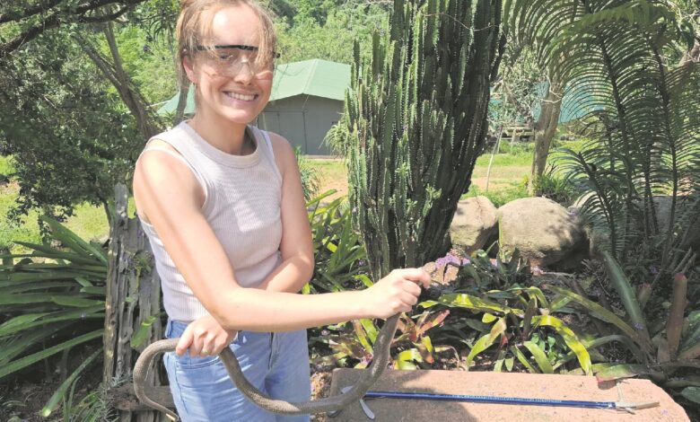 Cobra season keeps KZN snake catchers on alert | The Witness