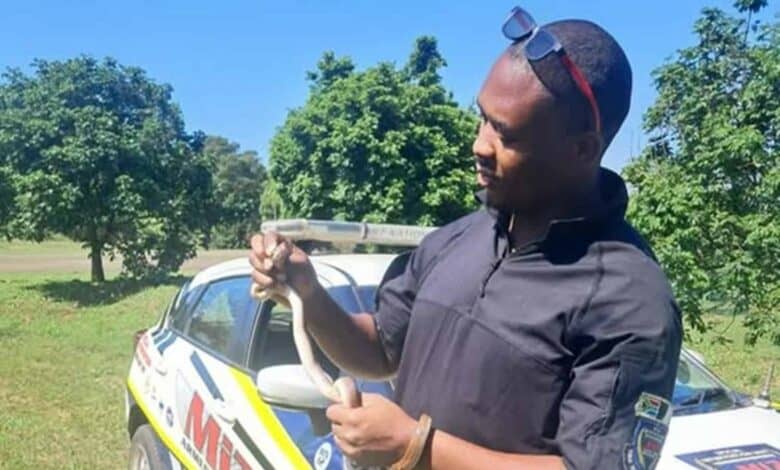 Snakes relocated from Pietermaritzburg school | The Witness