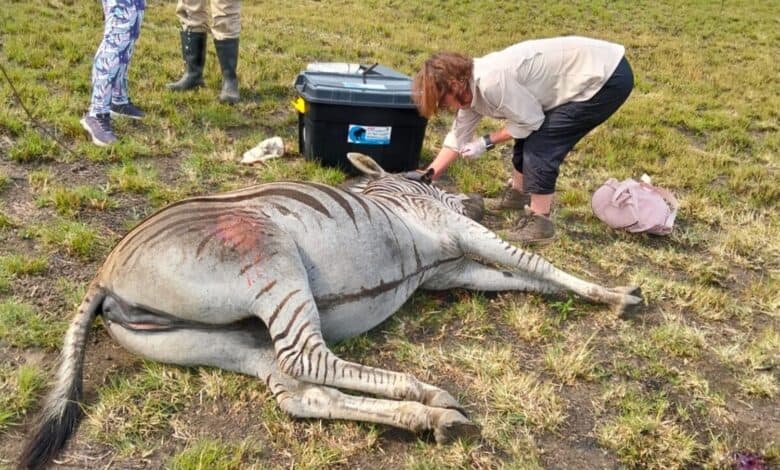 WATCH | Snared zebra causes alarm at Bisley Nature Reserve | The Witness