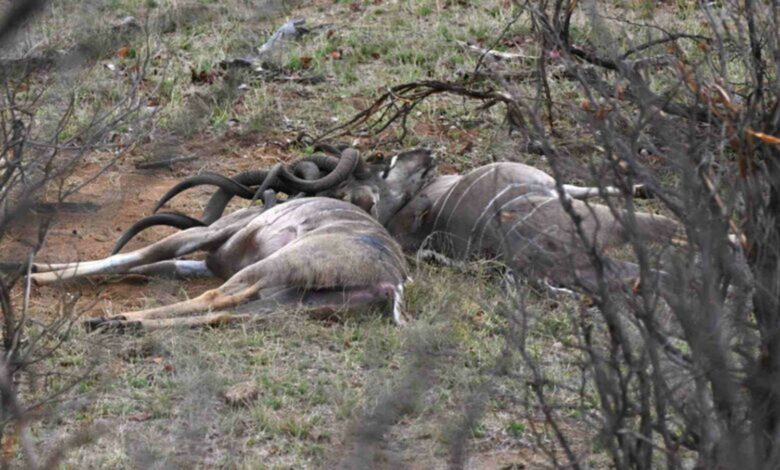 Kudu battle ends in tragedy in Kruger National Park | The Witness
