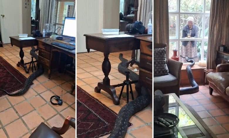 WATCH | Man stunned as 4-metre python slithers under his chair | The ...
