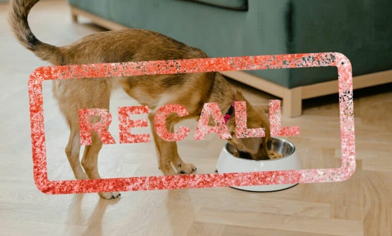 Nationwide recall issued for top pet food brands | The Witness