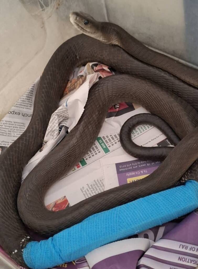 Black mambas ‘stitched back together’ in Durban | The Witness