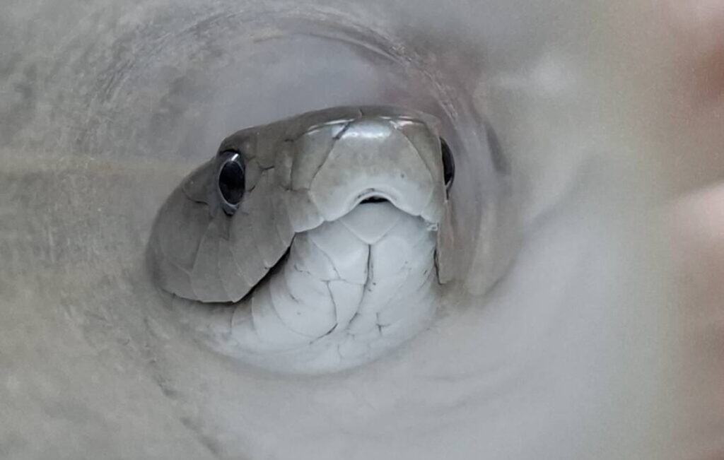 Black mambas ‘stitched back together’ in Durban | The Witness