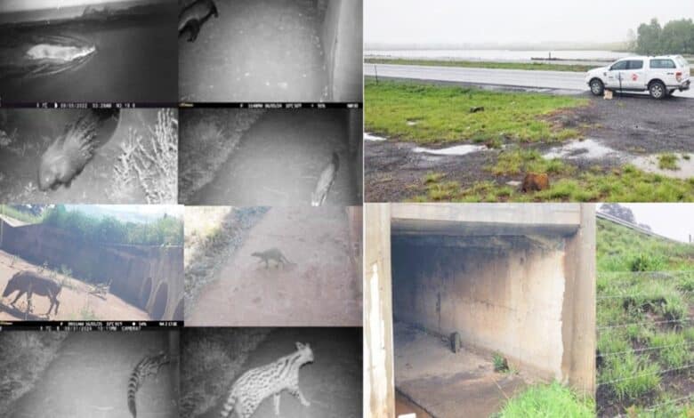 N3 wildlife project delivers results as KZN raptor specialists urge ...