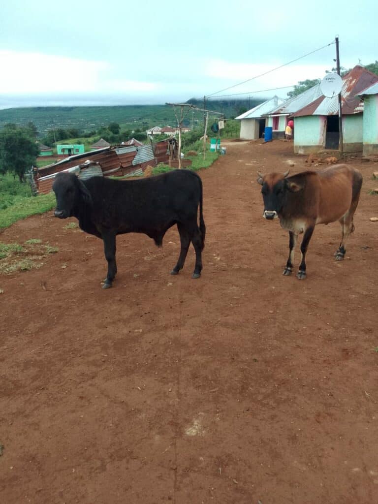 PICS | Two arrested after police recover stolen livestock in Bulwer ...