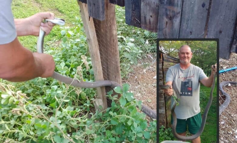 WATCH | Three snakes, three days: PMB snake rescuer's latest catches ...