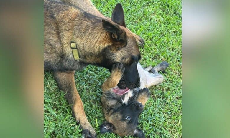 WATCH | Midlands EMS welcomes new K9 recruit Sheba | The Witness