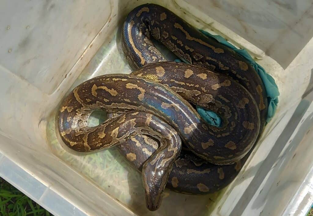 WATCH | Three snakes, three days: PMB snake rescuer's latest catches ...