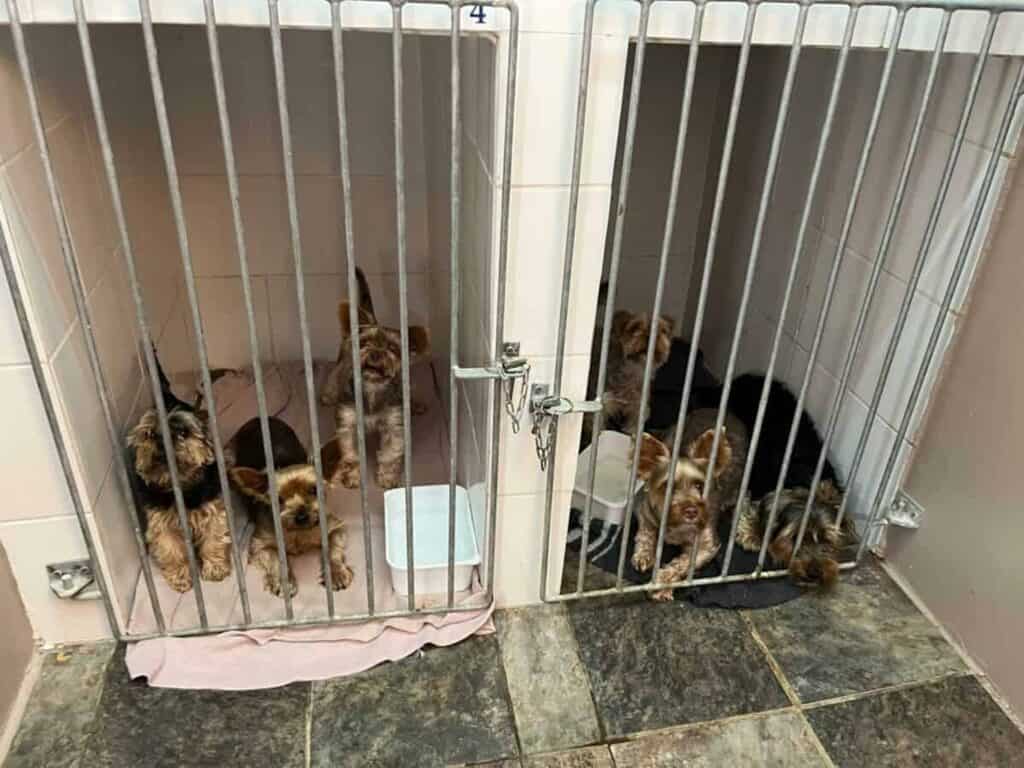 PICS | Fire crews remain on alert in Mossel Bay, animals treated for ...