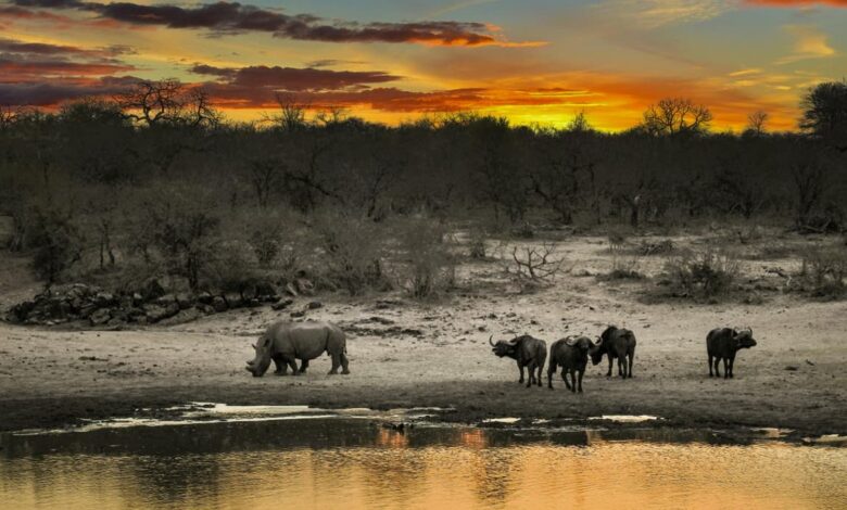 Tala Reserve responds after alleged in-room attack on tourists | The ...