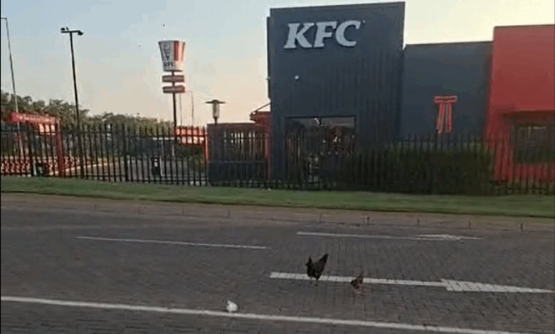 Watch: Middelburg chickens prove they are ‘streetwise’ | The Witness