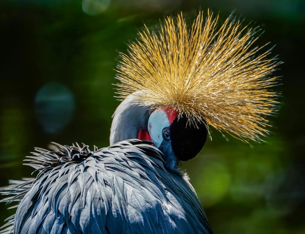 Rescued grey-crowned crane chicks find safety at FreeMe Wildlife | The ...