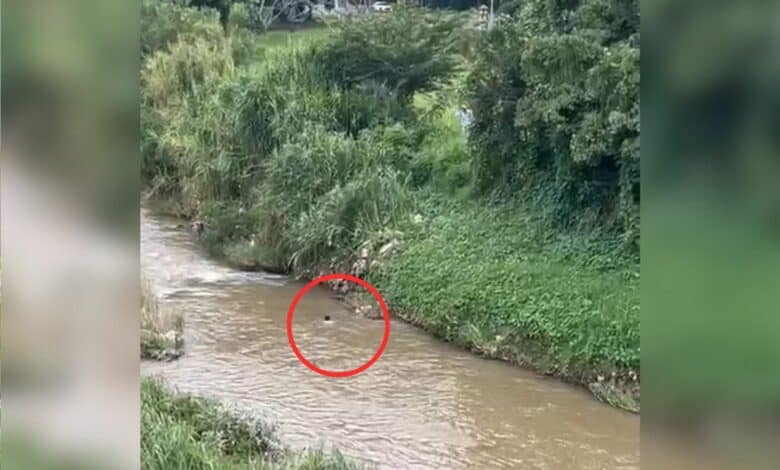 WATCH | Suspected mugger takes a dive into the river to evade arrest ...
