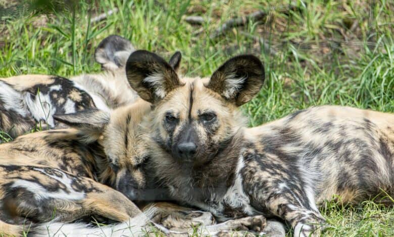 WATCH | Hope grows for Africa’s wild dogs | The Witness