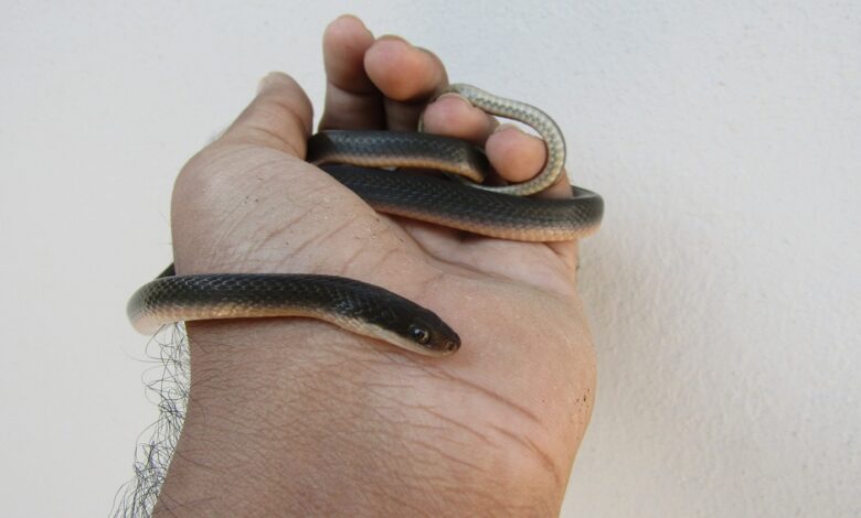 ‘Spicy snake’ in a toilet and an angry puff adder keep catcher busy ...