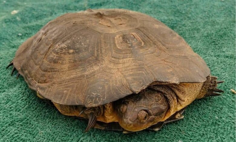‘Angry’ terrapin fights back after shell cracked in Mooi River | The ...