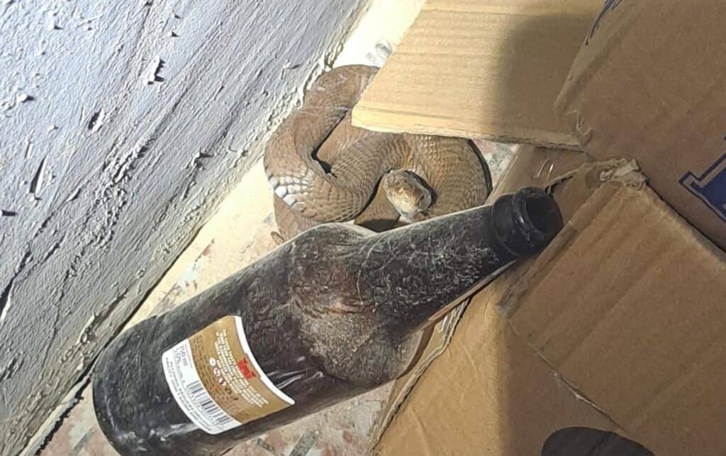 WATCH | Two dangerous snakes removed in dramatic KZN call-outs | The ...