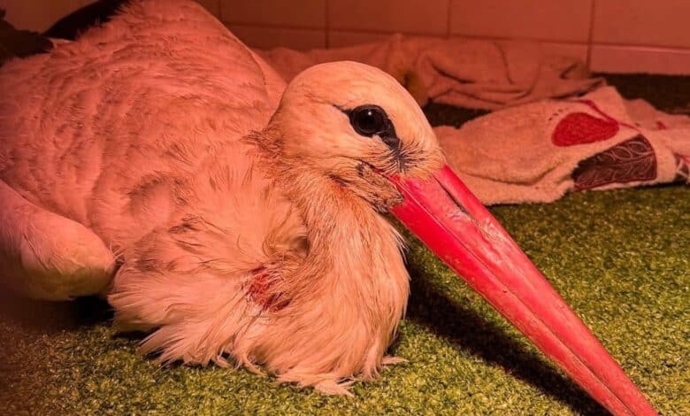 Plastic warning issued after stork’s death | The Witness