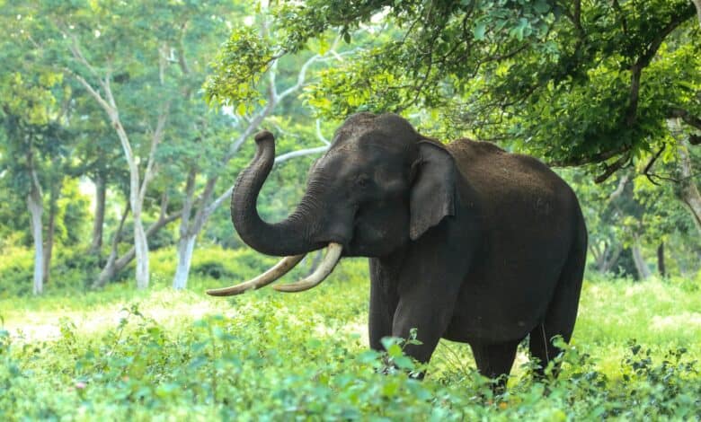Elephant kills tourist at Thai national park | The Witness