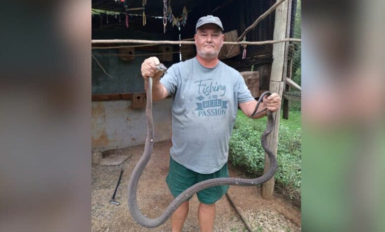 PICS | Black mamba more than two metres long found hiding in bird box ...